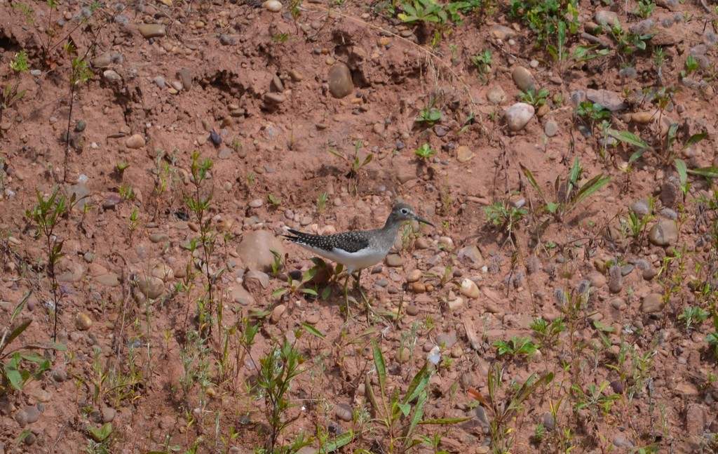 Solitary Sandpiper from Whim Road, Kings, PEI, Canada on August 26 ...