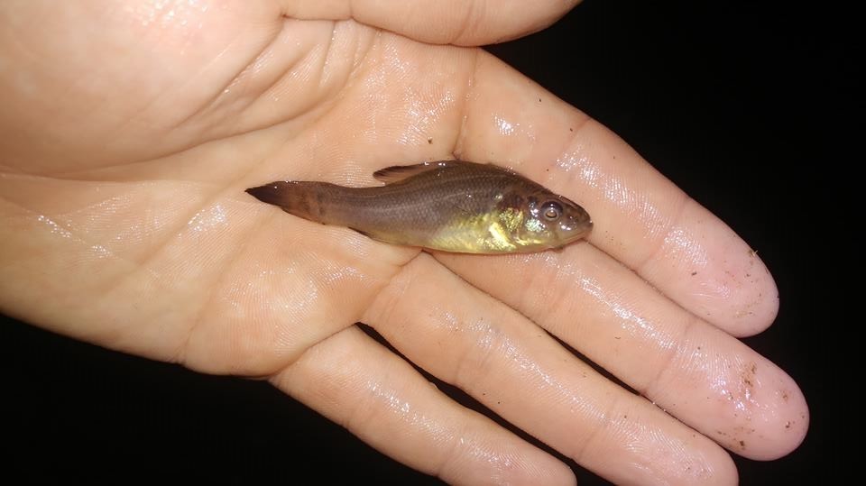 Pirate Perch in August 2018 by Bradley Rasmussen · iNaturalist