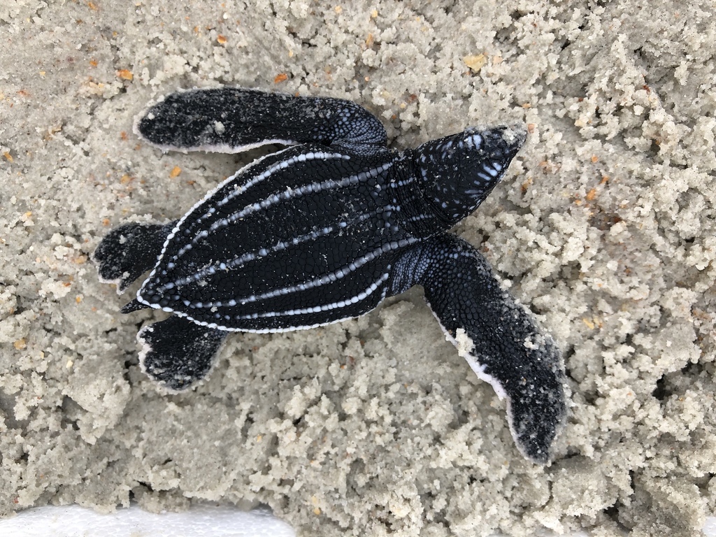 The Return of the Leatherback Sea Turtle: A Glimpse Into the Wild Heart ...