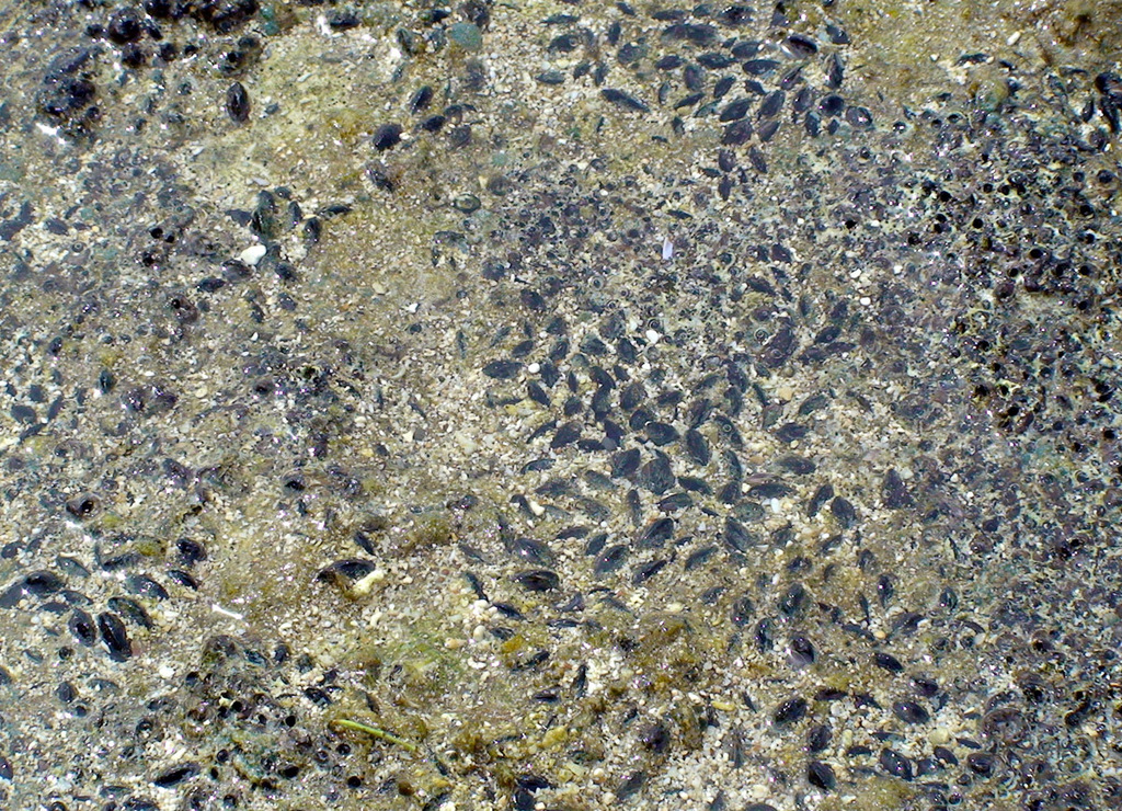 Hawaiian Mussel from Diamond Head reef, Oahu, Hawaii on March 27, 2009 ...