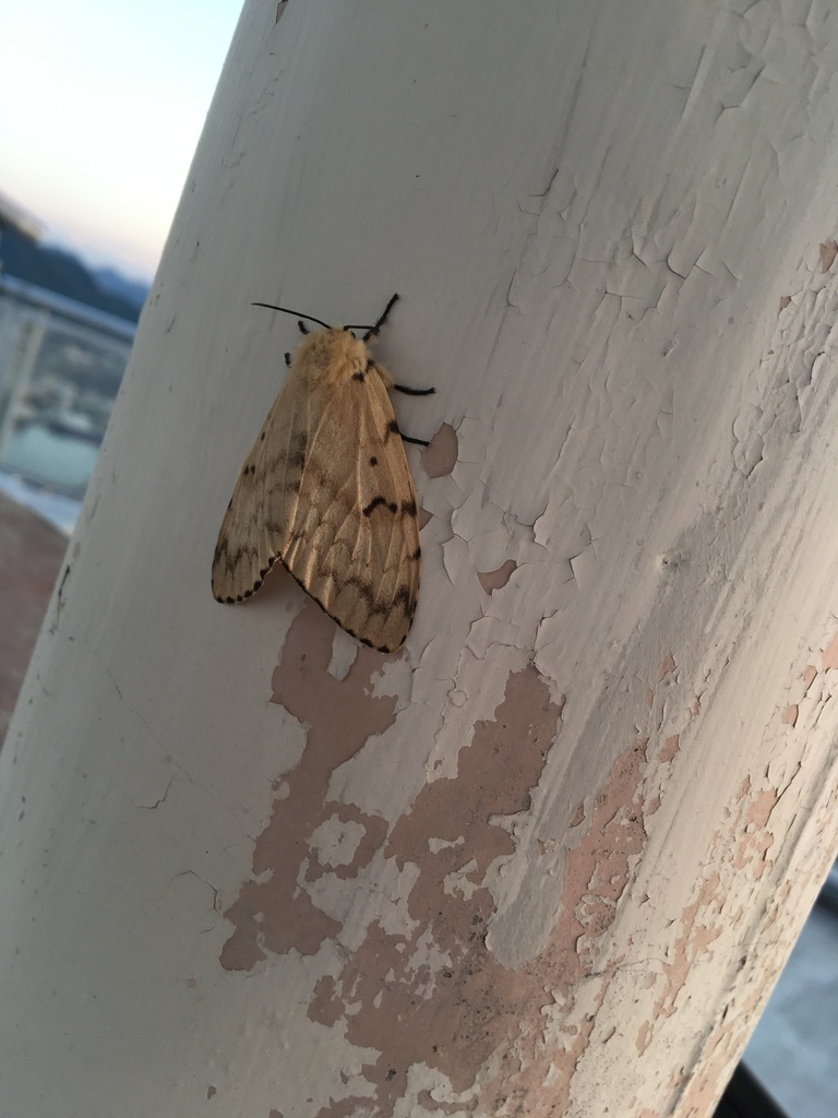 Spongy Moth from Higashitsuchidocho, Onomichi, Hiroshima 722-0033, Japan on June 16, 2018 at 07: ...