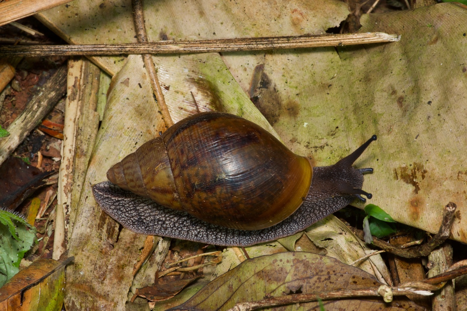 Giant Tiger Snail