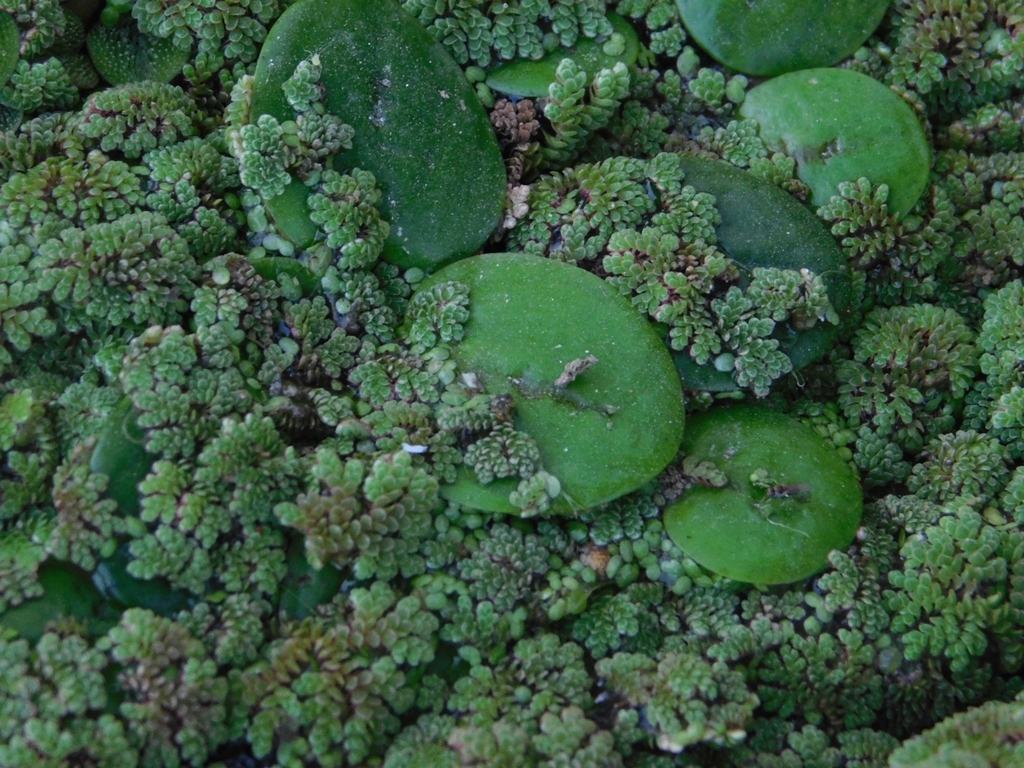 Amazon Frogbit from La Capital, Santa Fe, Argentina on October 09, 2022 ...