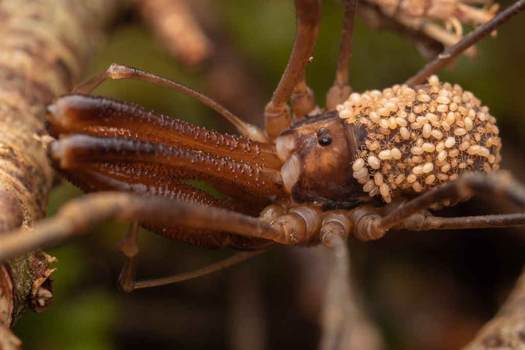 Forsteropsalis marplesi from Southland 9691, New Zealand on October 15 ...