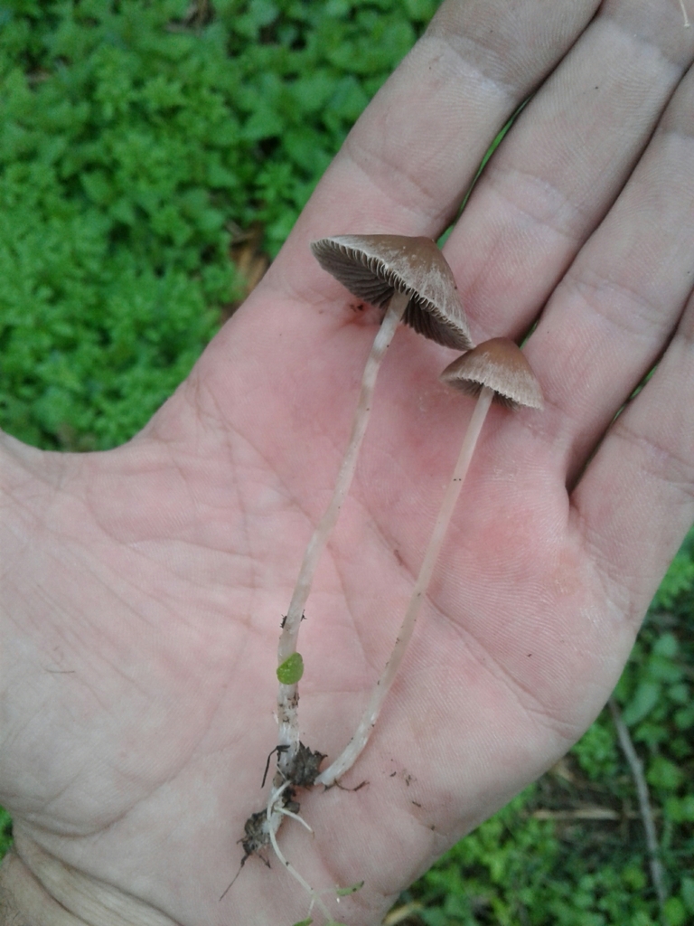 red edge brittlestem from 4405-635 Vila Nova de Gaia, Portugal on ...