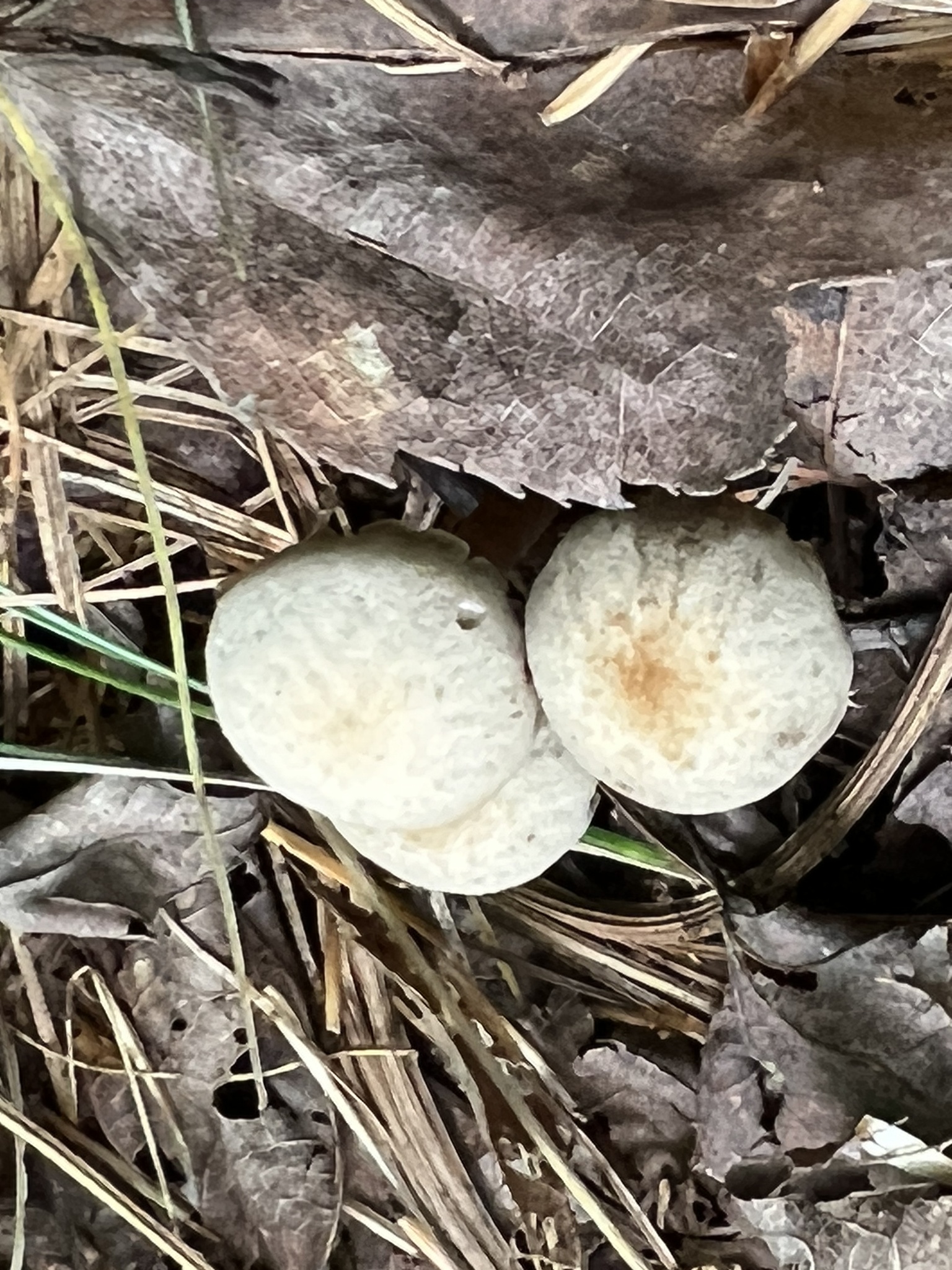 Hodophilus R.Heim