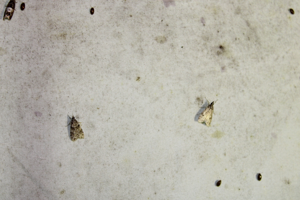 Double-striped Scoparia Moth from F. Gilbert Hills State Forest on July ...