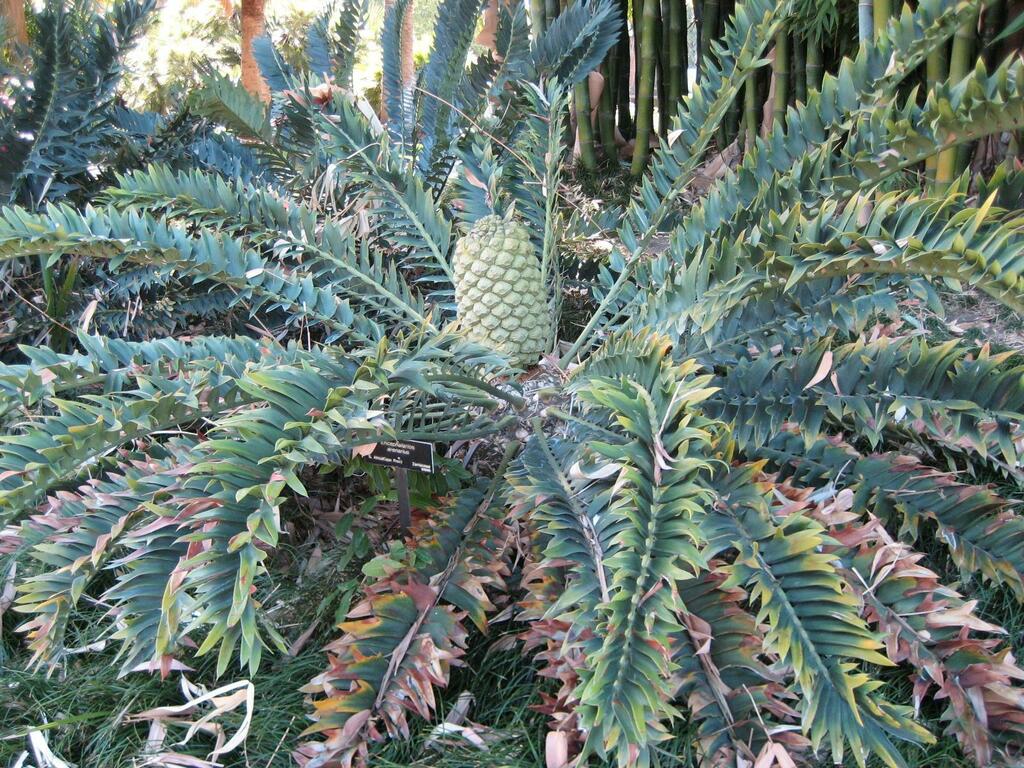 Alexandria Cycad (Encephalartos arenarius) - Botanical Realm