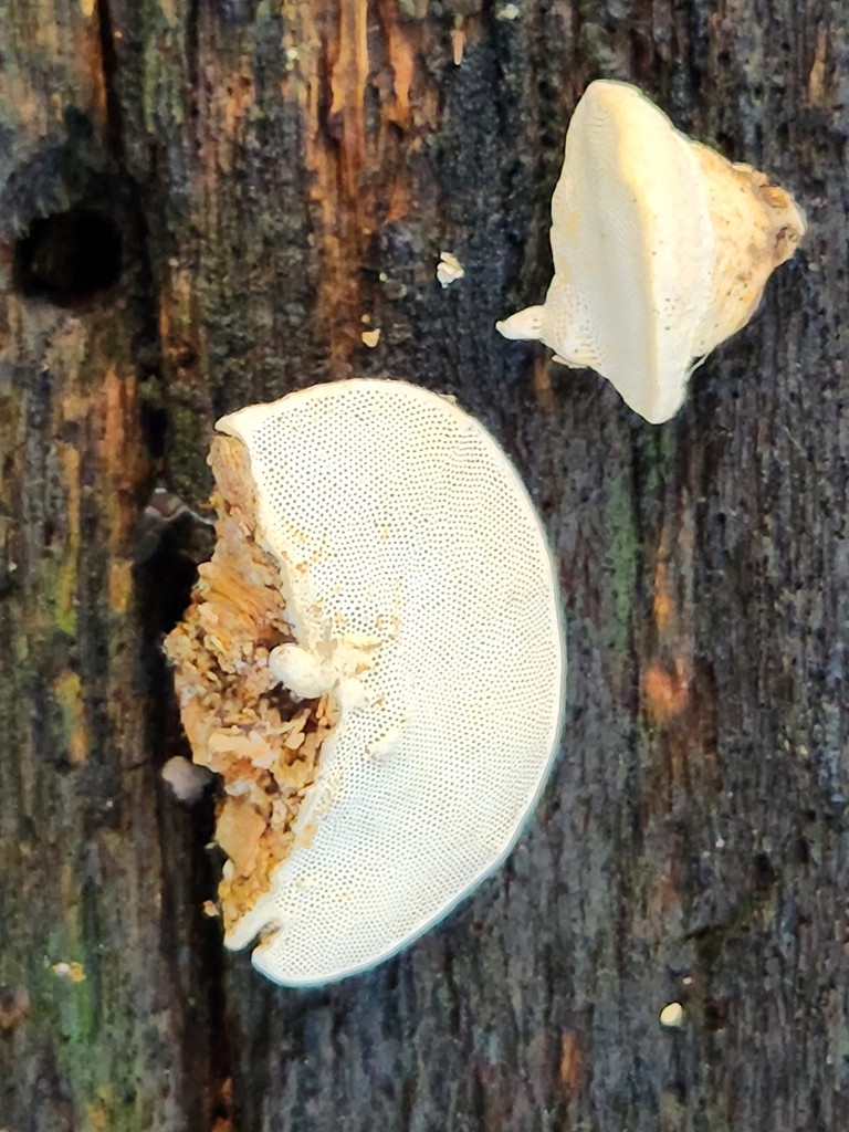 Perenniporia ohiensis from Cleveland Township, IN, USA on October 19 ...