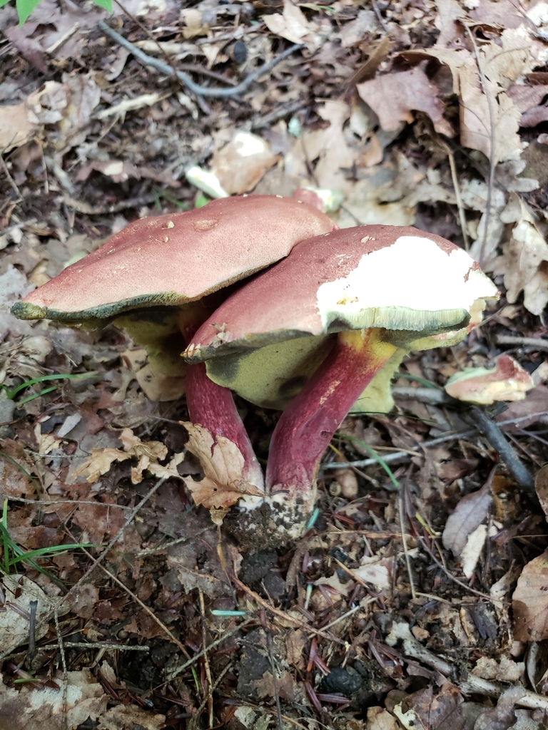 two-colored bolete from 8102 Park Rd, Marshall, IN 47859, USA on August ...