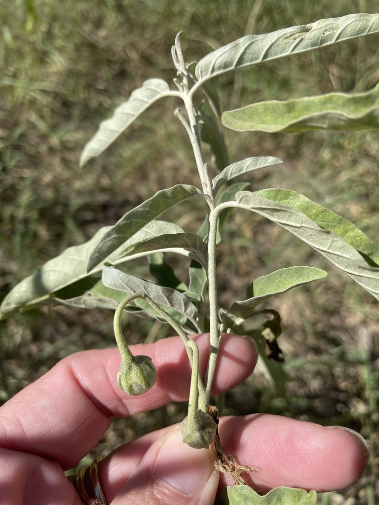 silverleaf nightshade from FM-542, Oakwood, TX, US on October 19, 2022 ...