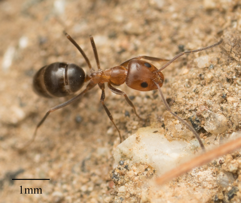 Pyramid Ants (Ants of Florida) · iNaturalist