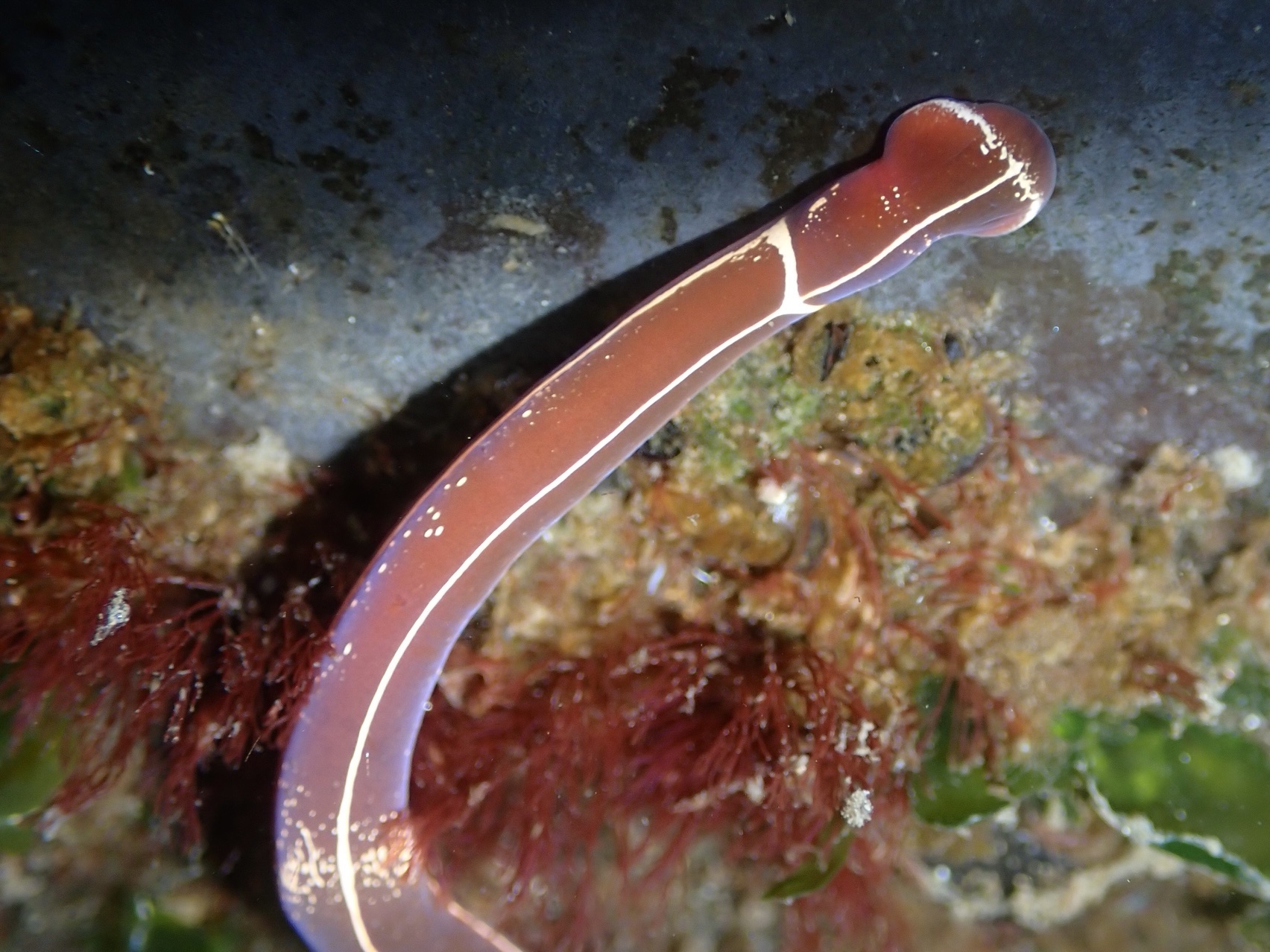 Tubulanus Renier, 1804