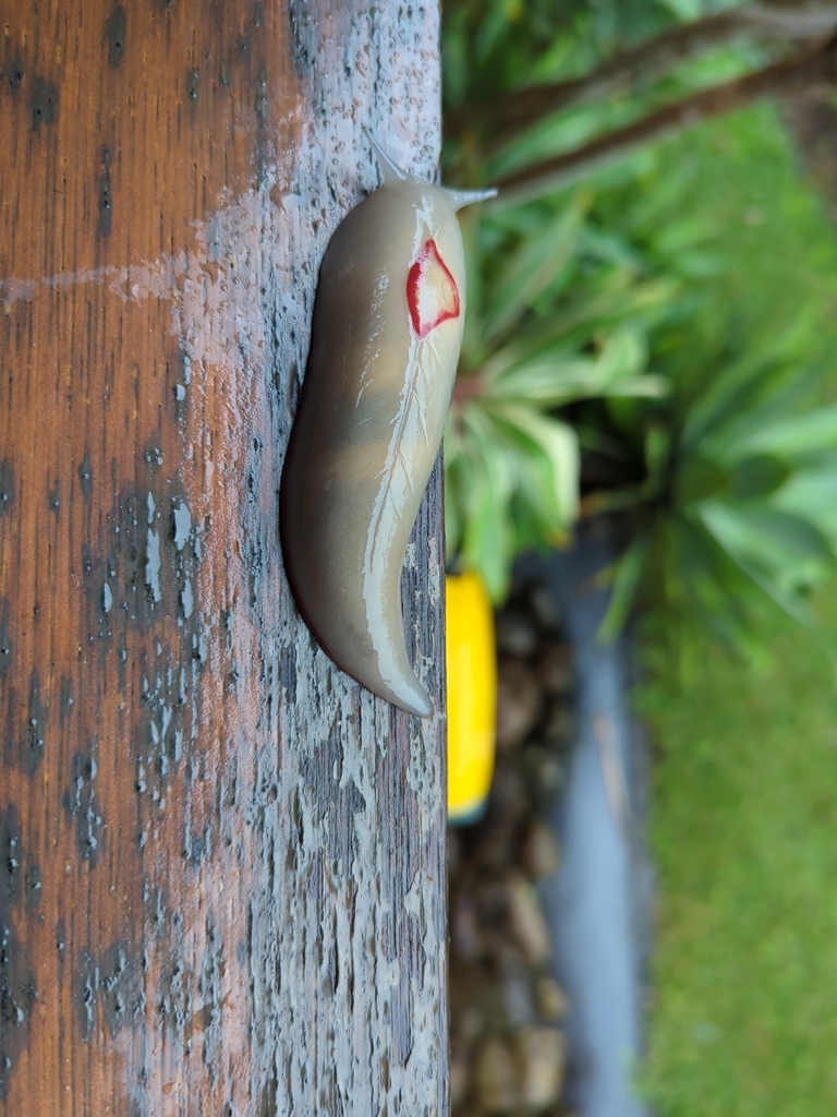 Red Triangle Slug from The Gap on October 20, 2022 at 06:41 AM by ...