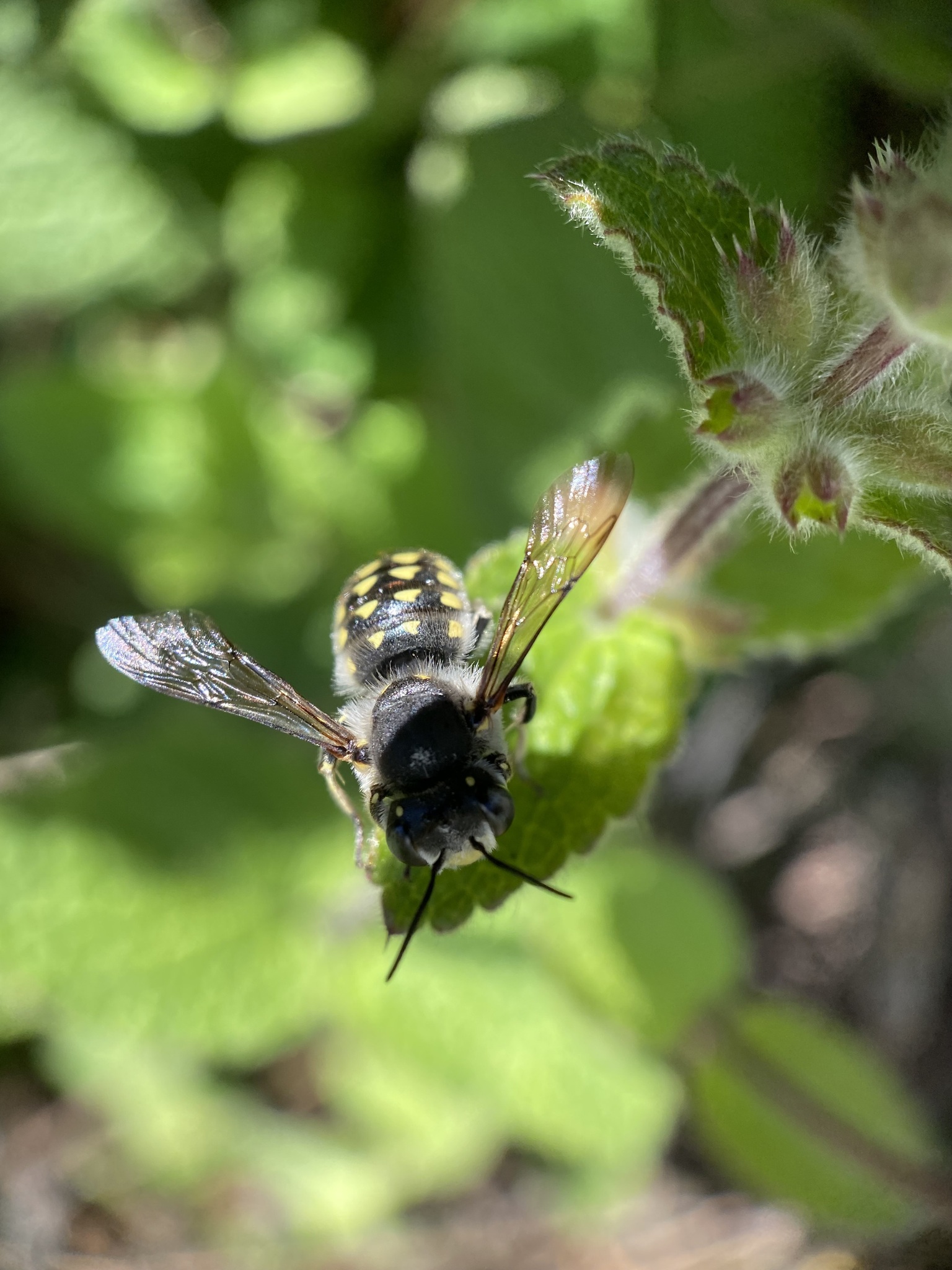 Anthidium maculosum Cresson, 1878