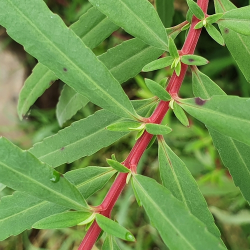 Subspecies Haloragis exalata velutina · iNaturalist