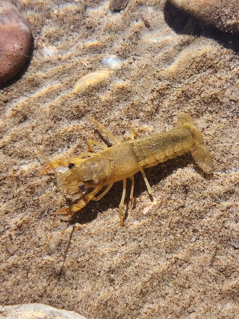 Red Swamp Crayfish from Las Vegas, NV 89166, USA on October 19, 2022 at ...