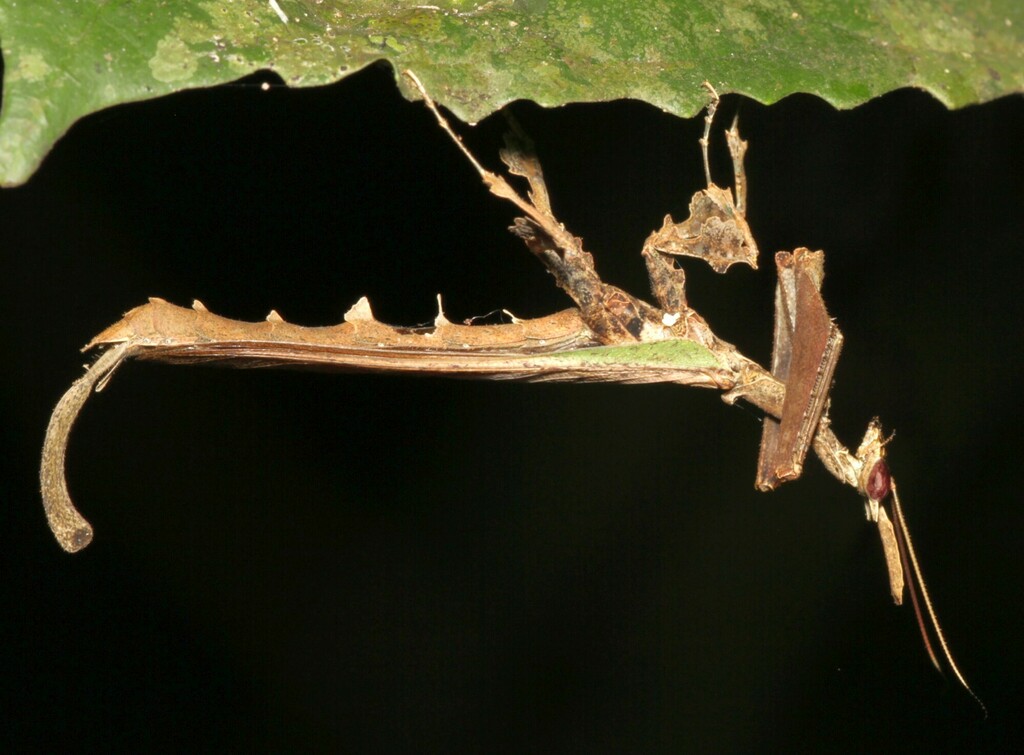 Dragon Mantis from Puerto Inca Province, Peru on September 27, 2022 at ...