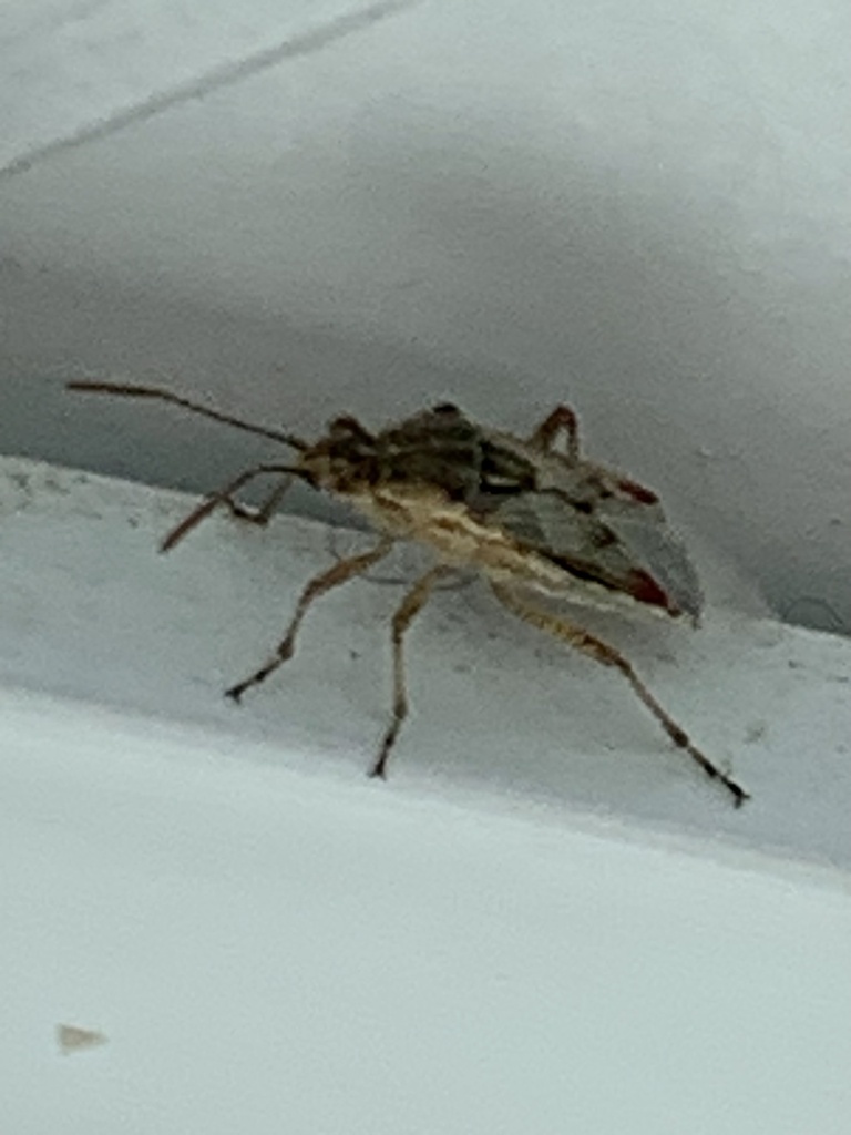 Hyaline Grass Bug in October 2022 by Carolyn Barkow · iNaturalist