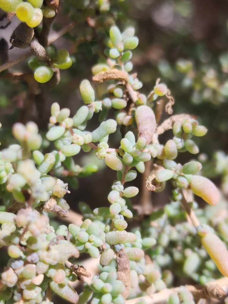 Mojave Seablite from Las Vegas, NV 89166, USA on October 19, 2022 at 11 ...