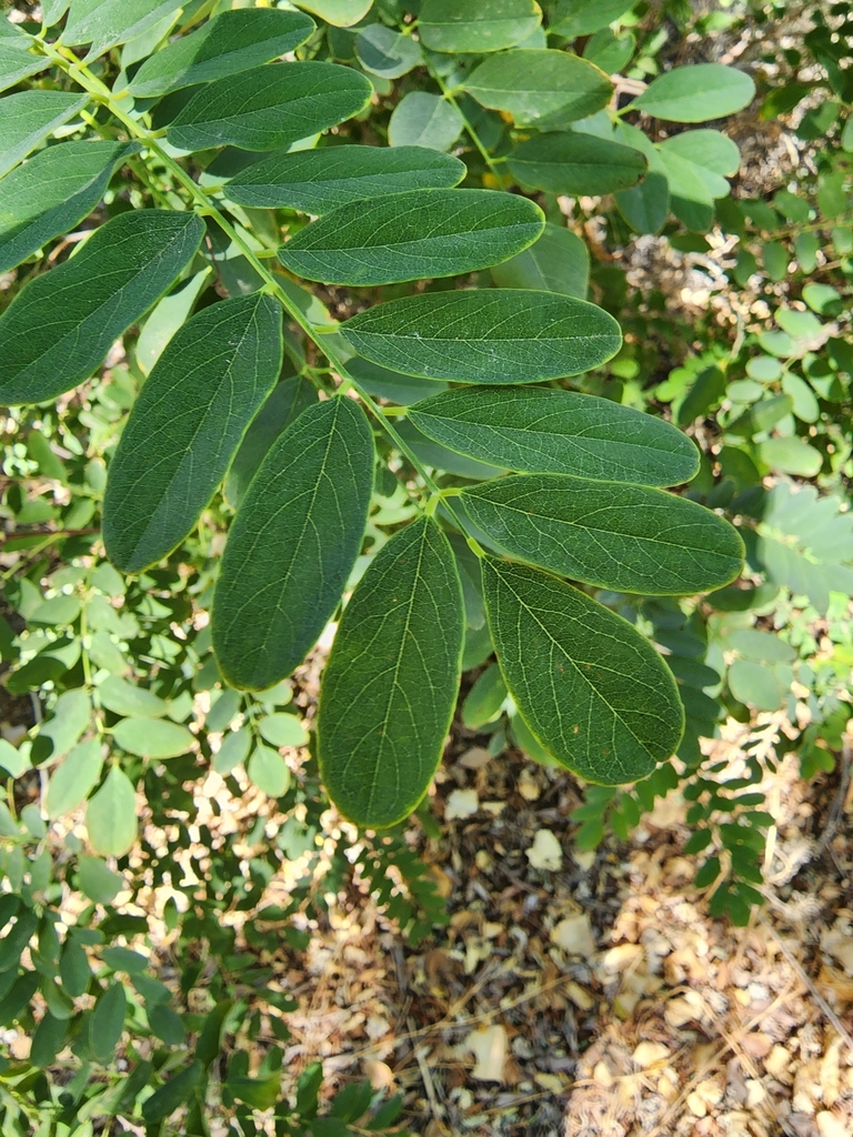 black locust from Las Vegas, NV 89166, USA on October 19, 2022 at 10:52 ...