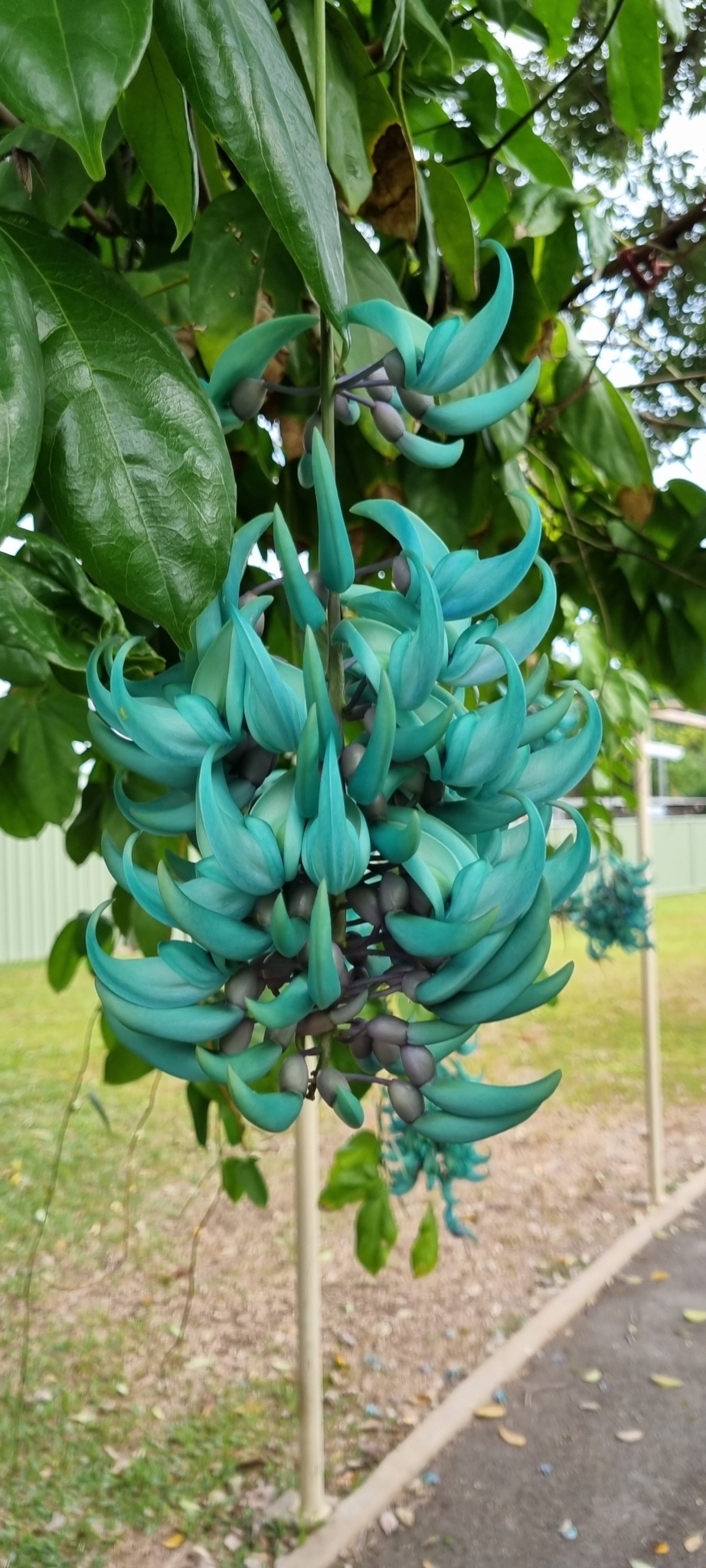 Strongylodon macrobotrys A.Gray