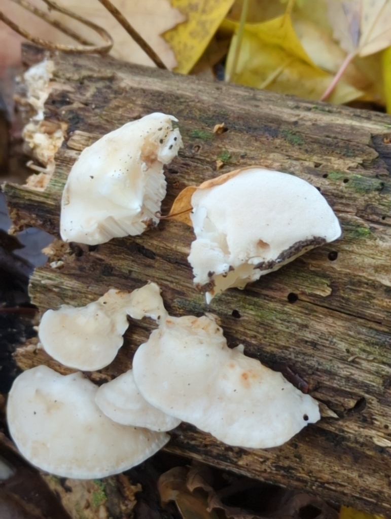 Tyromyces from Warren Township, IN, USA on October 19, 2022 at 11:08 AM ...