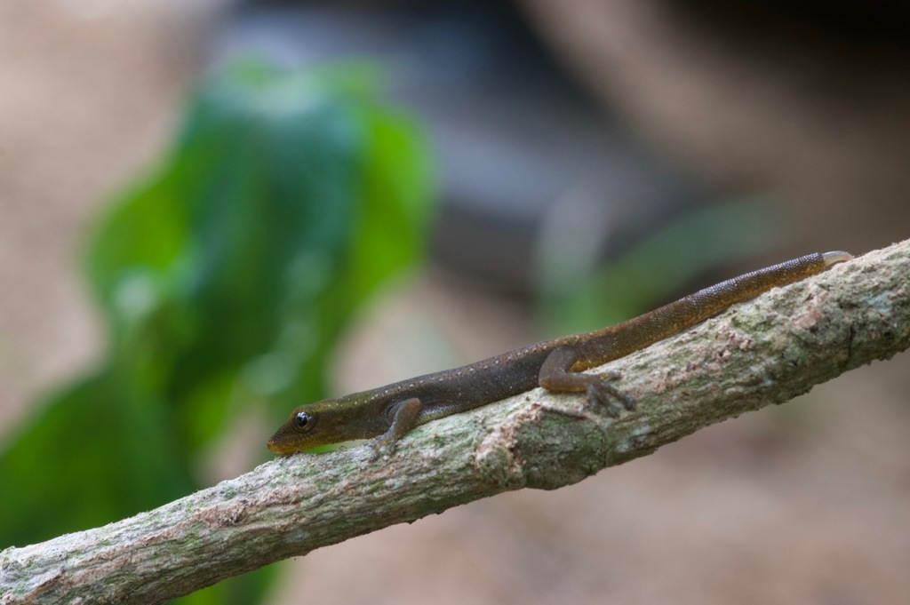 Cameroon Dwarf Gecko from Ejisu-Juabeng, Ashanti, Ghana on August 10 ...