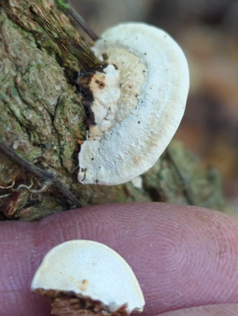 Perenniporia ohiensis from Cleveland Township, IN, USA on October 19 ...