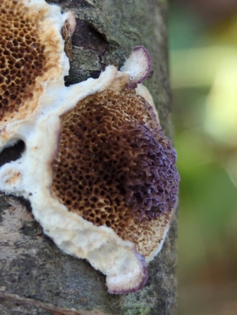 Trichaptum subchartaceum from Cleveland Township, IN, USA on October 19 ...