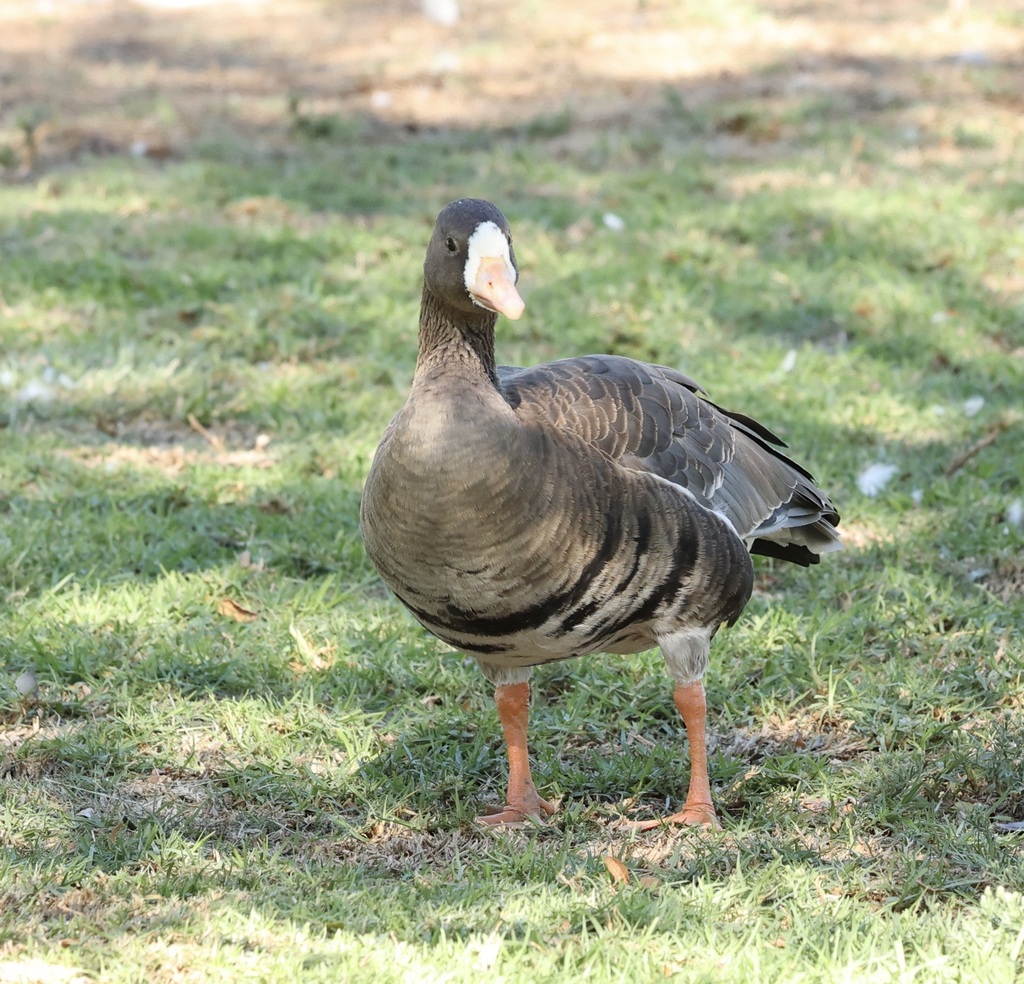 Greater White-fronted Goose from Lakeside, CA, USA on October 19, 2022 ...