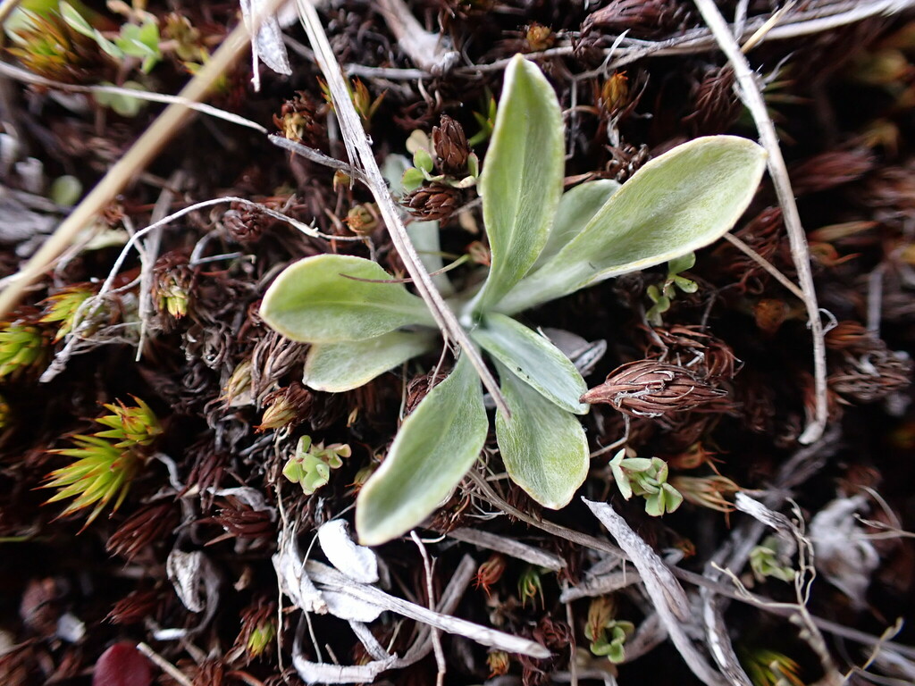 Cudweed in October 2022 by taylajane · iNaturalist