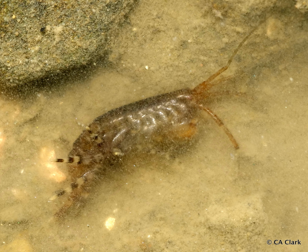 Bivalve Scuds from Point Molate, Richmond, California, USA on July 17 ...