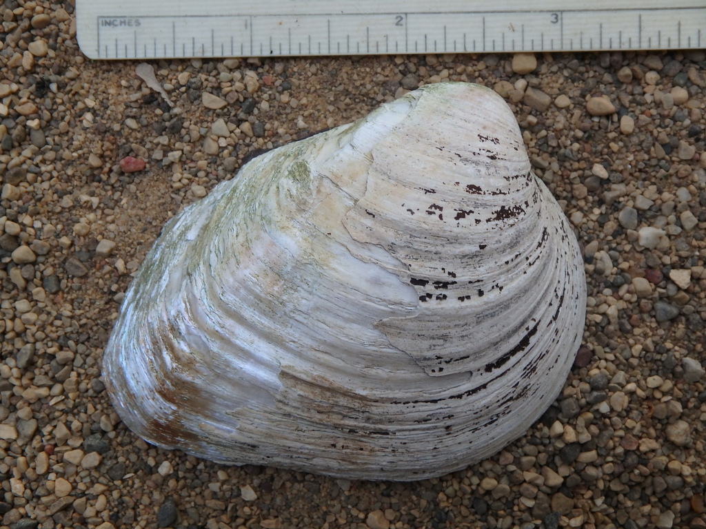 Pyramid Pigtoe in October 2022 by beewilliams. Maybe? · iNaturalist