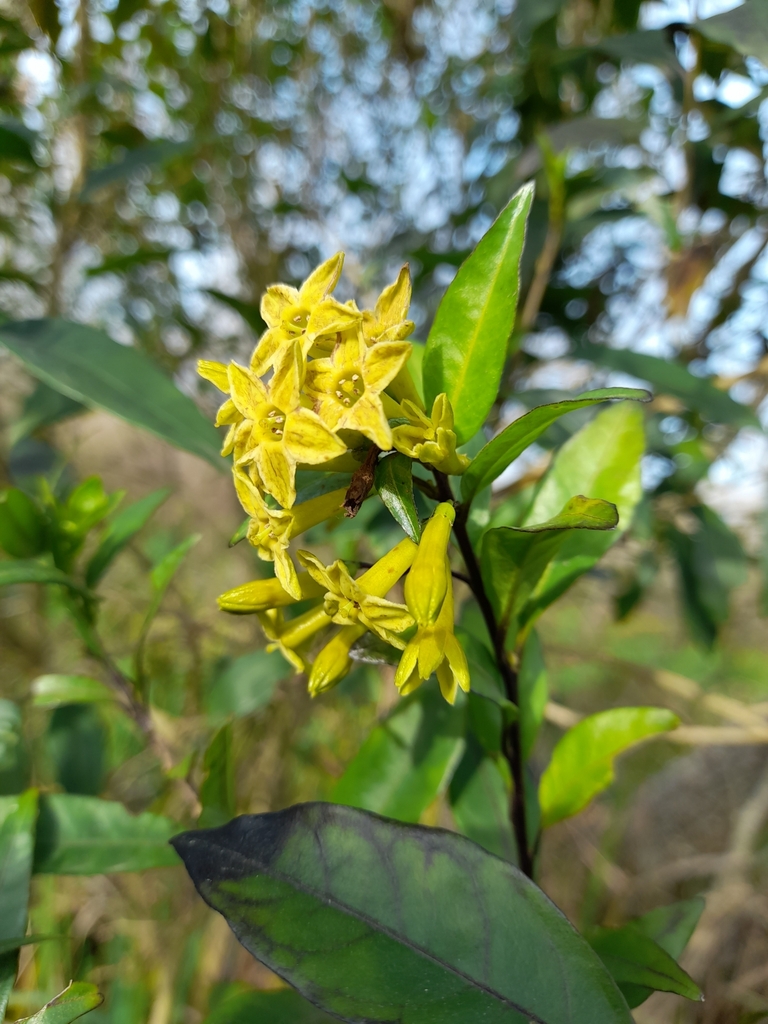 green cestrum from Dock Sud, Provincia de Buenos Aires, Argentina on ...