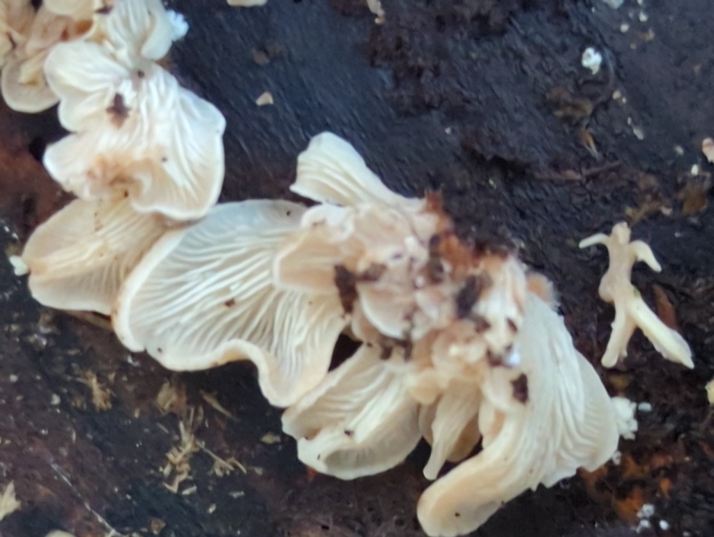 Pleurotineae from Cleveland Township, IN, USA on October 19, 2022 at 06 ...