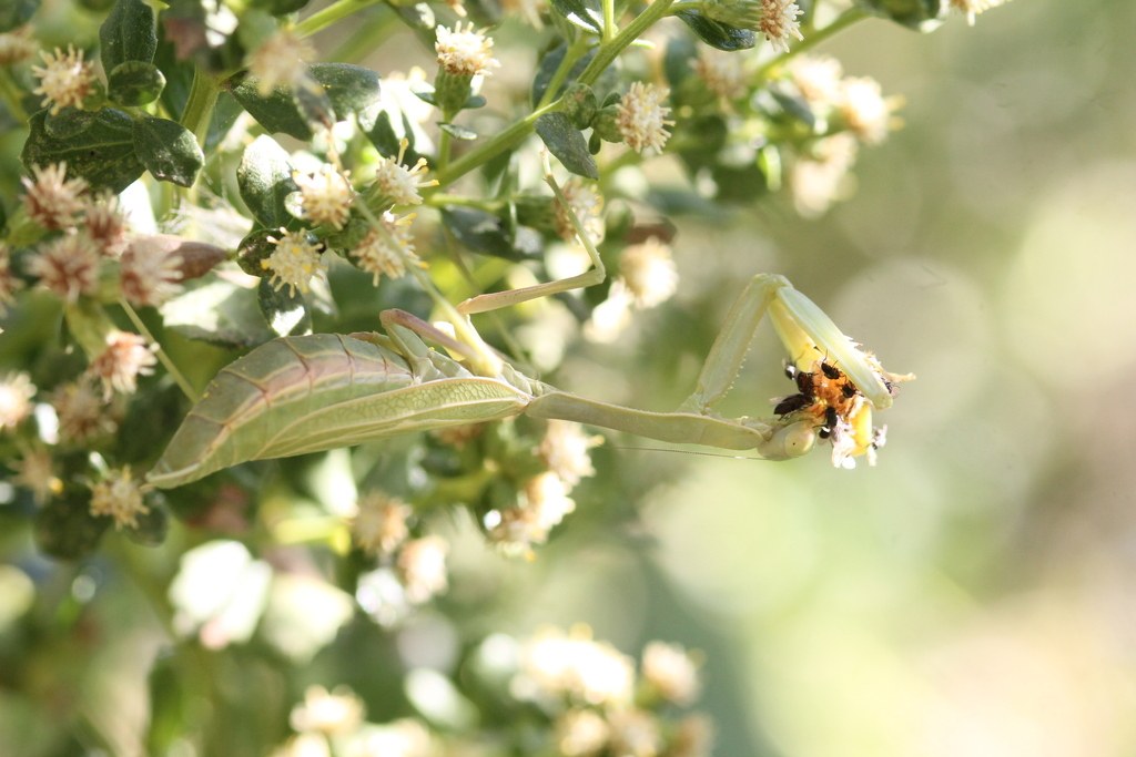 Arizona Mantis from Folsom, CA, USA on October 19, 2022 at 01:52 PM by ...