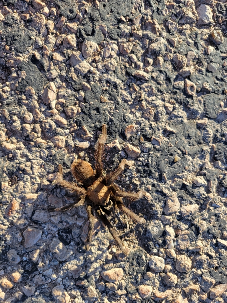 Texas Brown Tarantula from Goodwell, OK 73939, USA on October 19, 2022 ...