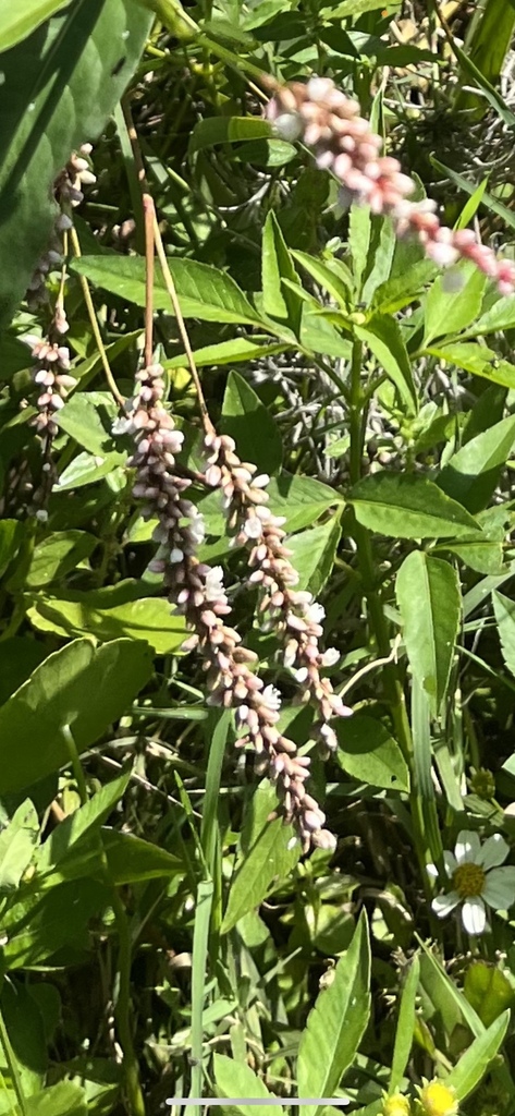 Dense-flowered smartweed from University of South Florida, Tampa, FL ...
