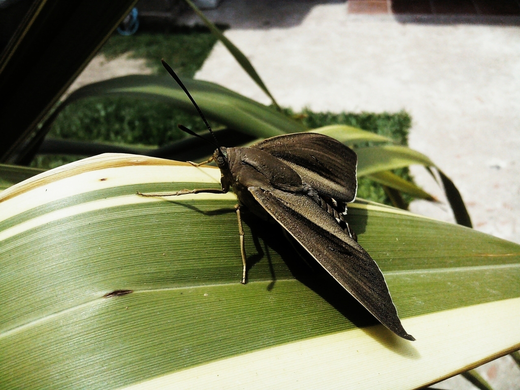 Palm Moth from Villa de Mayo, Provincia de Buenos Aires, Argentina on ...