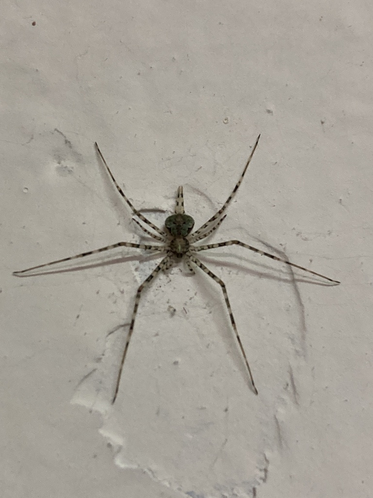 Neotama from 仁和路, 仁愛鄉, TW on October 18, 2022 at 06:47 PM by Mike_Hsieh ...