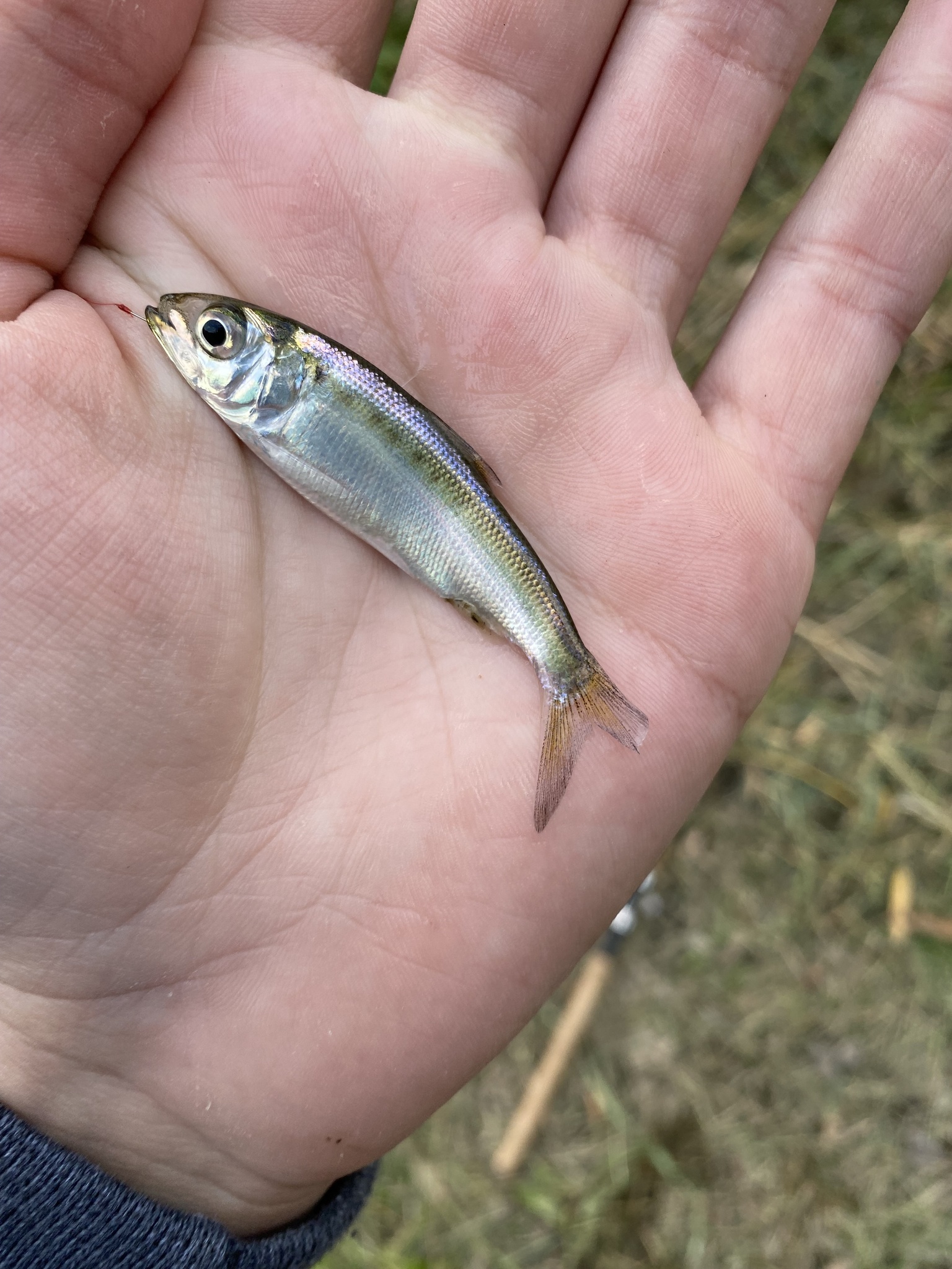 Alosa sapidissima (Wilson, 1811)