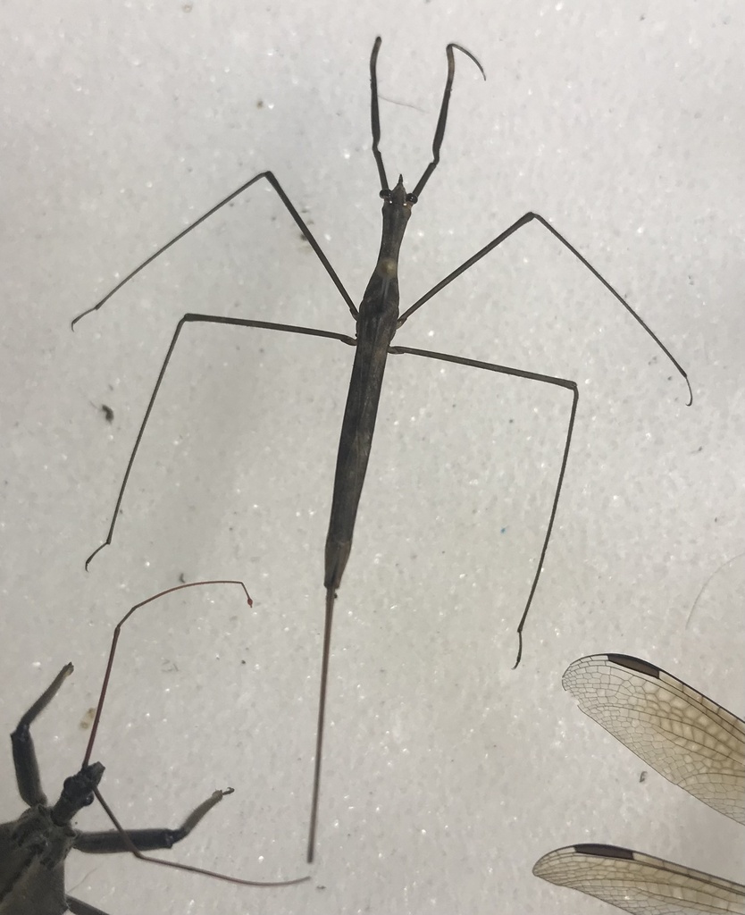 Ranatra from Delaware Valley University, Doylestown, PA, US on October ...