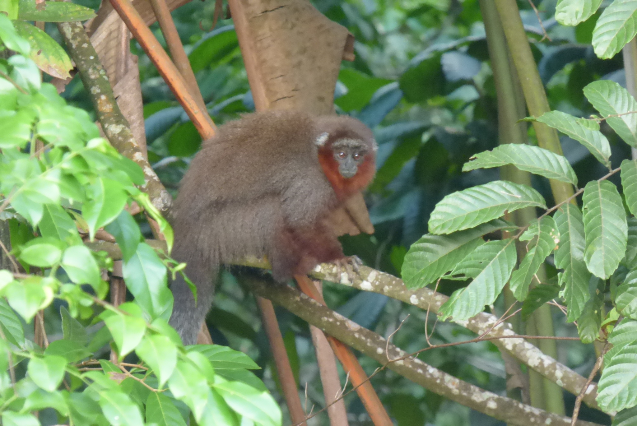 Plecturocebus ornatus (Gray, 1866)