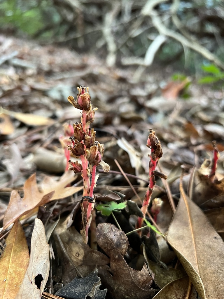 Hairy Pinesap from Mattapany Rd, Lexington Park, MD, US on October 19 ...