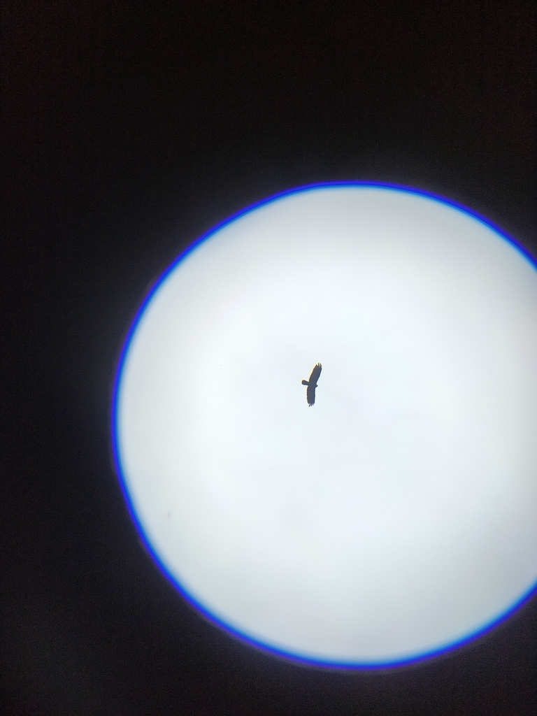 Zone-tailed Hawk from 94959 Ver., México on October 19, 2022 at 01:03 ...
