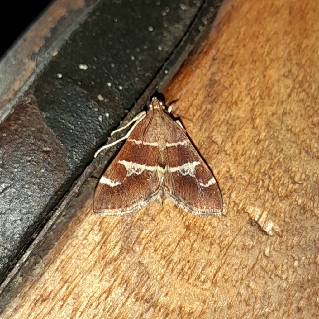 Pearl Moths from Candelaria, Misiones, Argentina on October 19, 2022 at ...