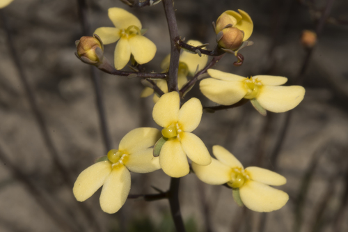 Stylidium tylosum · iNaturalist
