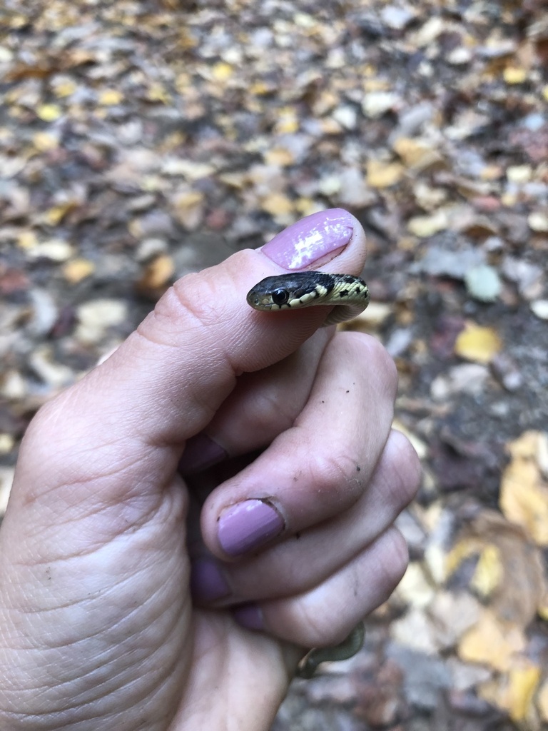 Common Garter Snake from Fairy Stone State Park, Ferrum, VA, US on ...