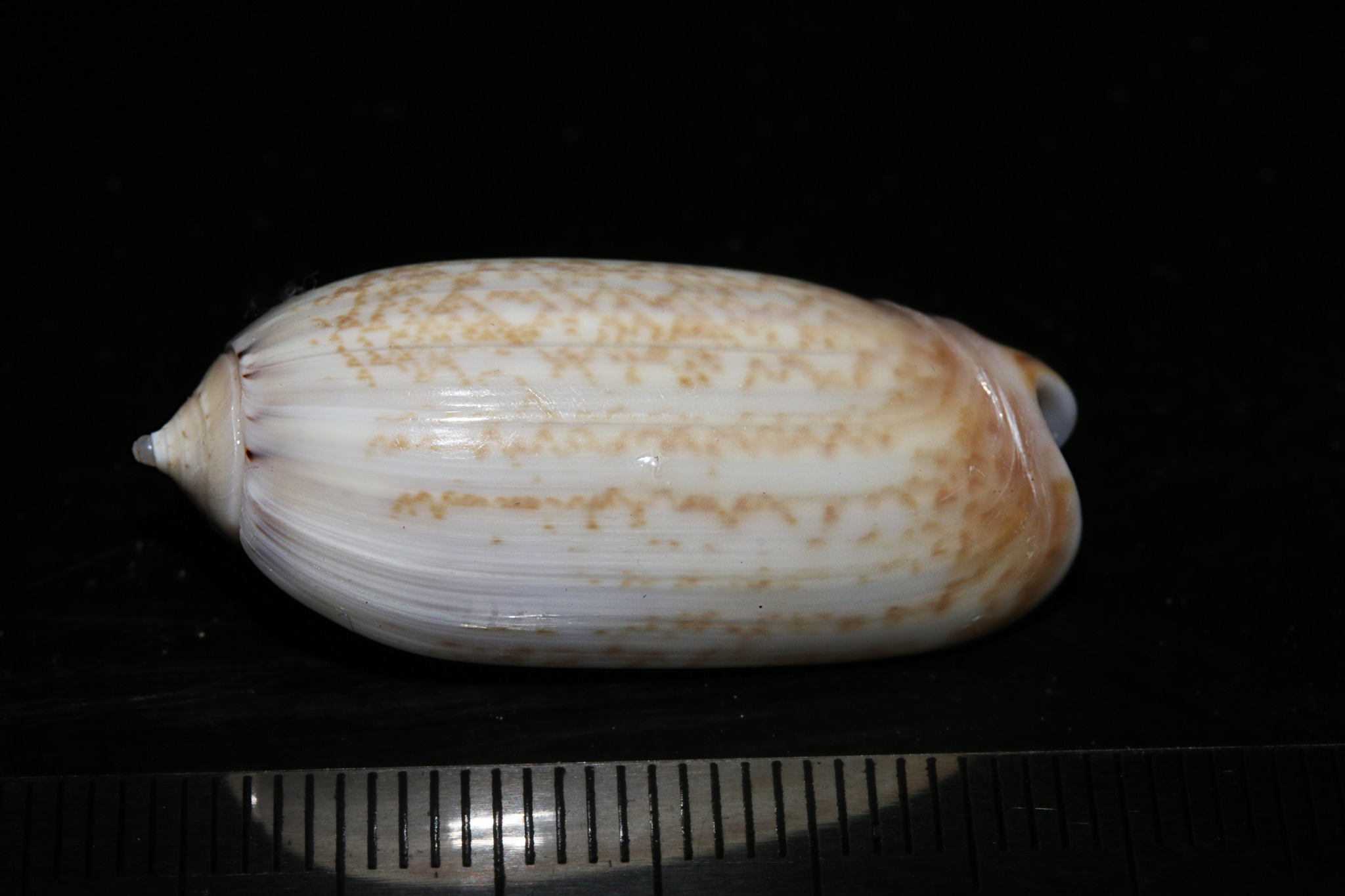 Oliva ornata Marrat, 1867